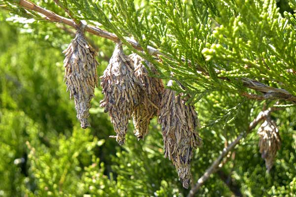 Bewildered by Bagworms? | Husker Hort